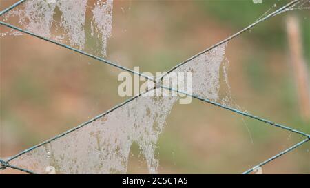 Spider web on nylon net in mist Stock Photo - Alamy
