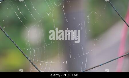 Spider web on nylon net in mist Stock Photo - Alamy