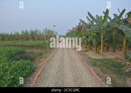A brick road in an Indian village going through cultivated fields ...