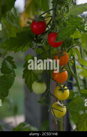 Cascading red cherry tomatoes on their plant growing. Rapunzel variety ...