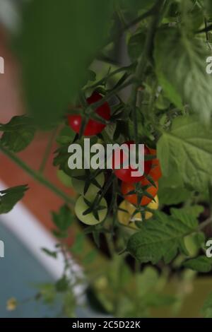 Cascading red cherry tomatoes on their plant growing. Rapunzel variety ...