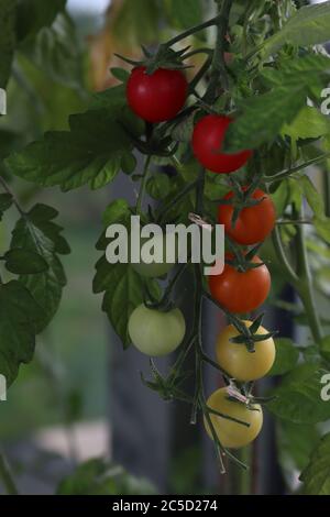 Cascading red cherry tomatoes on their plant growing. Rapunzel variety ...