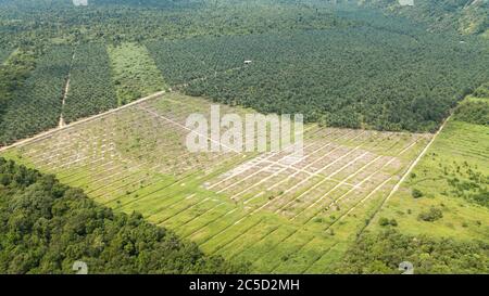 Aerial of an Oil Palm plantation, Kinabatangan, Sabah, Malaysia Stock ...