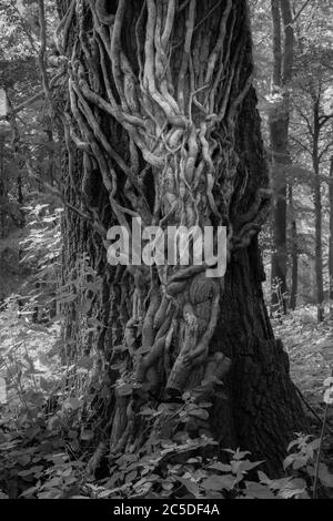 Common English ivy choking an oak tree that has been severed at the ...