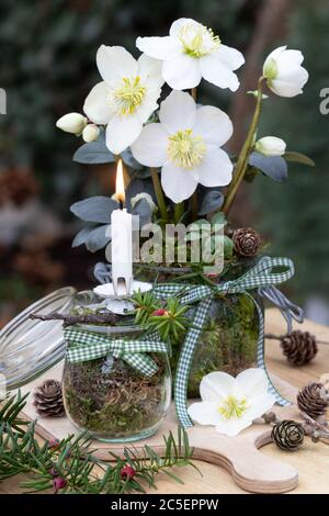 garden decoration with helleborus niger in peat pot with heart ornament ...