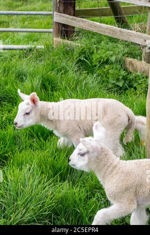 british lamb grazing rutland Stock Photo - Alamy