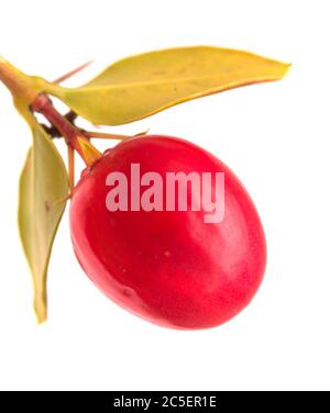 Fresh ripe fruit of the Natal Plum Tree, carissa macrocarpa, big num ...