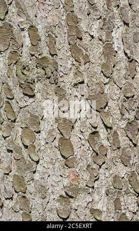 The bark of the spruce tree in close-up. Wet spruce bark, background ...