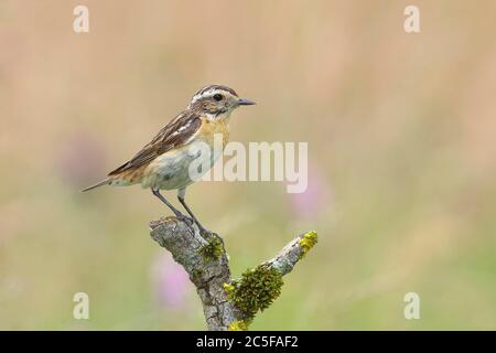 Whinchat (Saxicola rubetra), female sitting on a wooden stick, North ...
