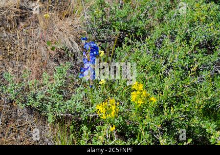 Blue Penstemon (Penstemon cyaneus) in Craters of the Moon National ...