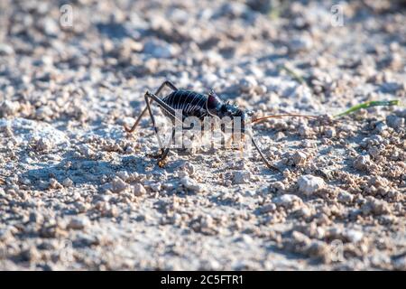 Armored Cricket (Acanthoplus discoidalis) in Etosha National Park ...