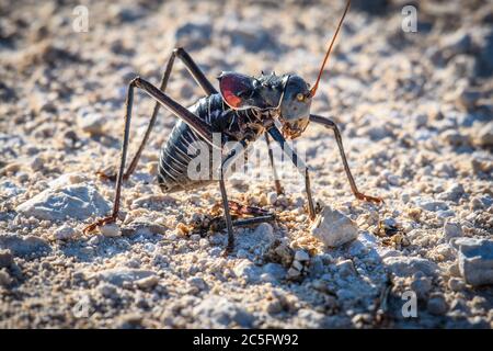 Armored Cricket (Acanthoplus discoidalis) in Etosha National Park ...