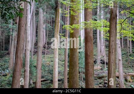 Beautiful green mystique pine forest in Japan Stock Photo - Alamy