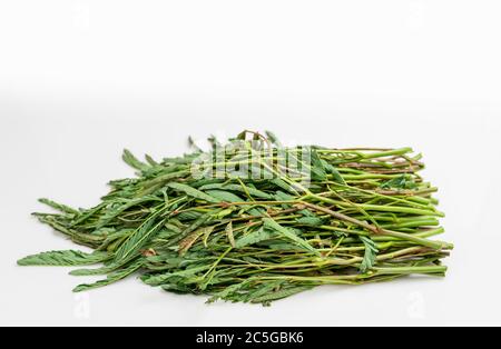 Mimosa vegetables placed on a white background Stock Photo - Alamy