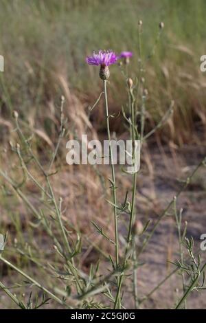 Centaurea arenaria - Wild plant shot in summer Stock Photo - Alamy