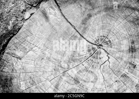 Tree rings to count the age of a tree Stock Photo - Alamy