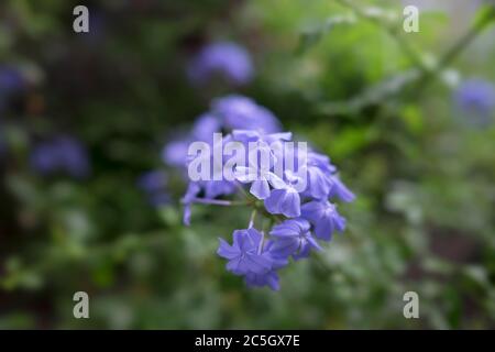 Blooming phlox "Blue paradise" in the garden. Shallow depth of field ...