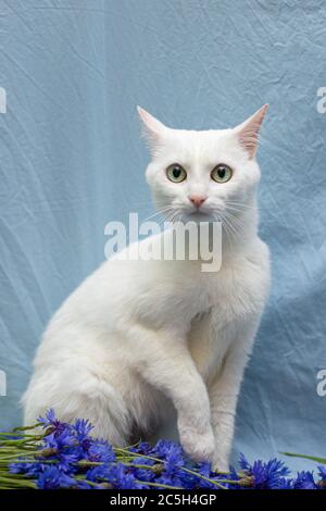 White cat wit bouquet of blue cornflower Stock Photo - Alamy