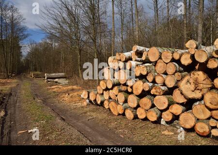 Tree trunks cut and stacked arranged and prepared for removal from the ...
