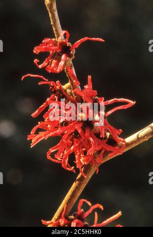 Hamamelis × intermedia Livia, witch hazel Livia,, Deciduous shrub Stock ...