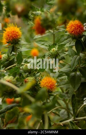 Young saffron just blossomed its flowers Stock Photo - Alamy
