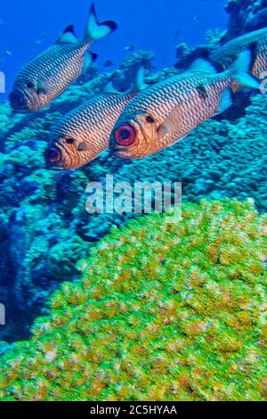 Bronze Soldierfish, Myripristis adusta, Coral Reef, North Ari Atoll ...