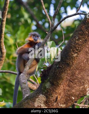Capped Langur, Trachypithecus pileatus, Nameri National Park, Assam ...