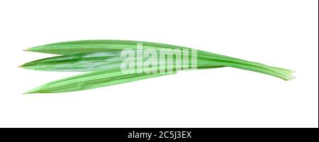 Top view of Pandan leaves (Pandanus amaryllifolius) in garden with ...