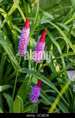 Vial’s Primrose, Hyacintviva, (Primula vialii Stock Photo - Alamy
