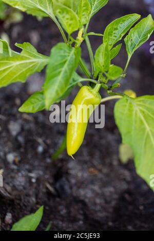 Chili- 'Hungarian Hot Wax'- - (Capsicum annuum)- - (Organic) MIW251981 ...