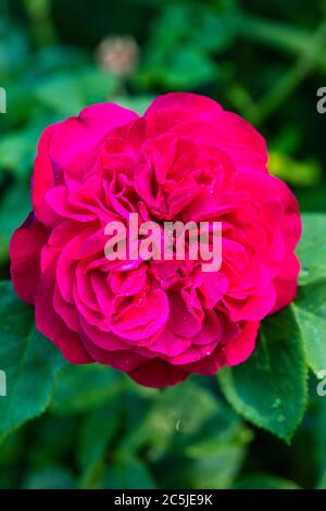 'LD Braithwaite, Auscrim' Austin Rose, Engelsk ros (Rosa Stock Photo ...