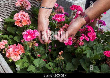geranium trailing,woman dead heading picking off dead flowers with her ...