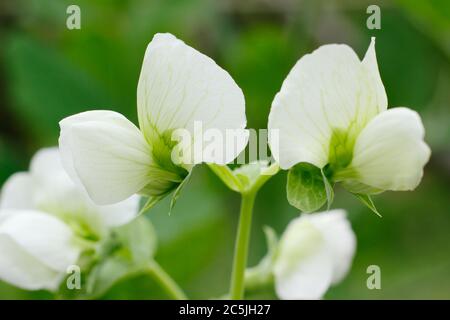 Pisum sativum. Flowers of 'Kelvedon Wonder' pea plant in an English ...