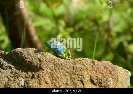 Male green lizard with blue head Stock Photo - Alamy