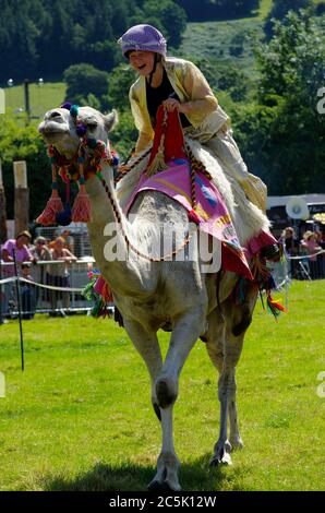 Camel Racing Bala County Show Stock Photo - Alamy