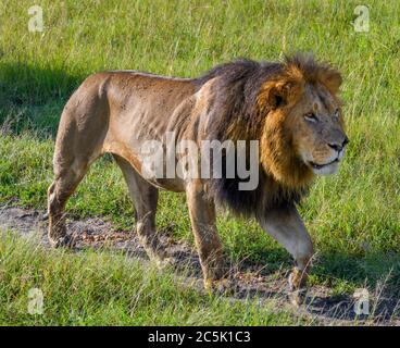 Lion (Panthera leo), Masai Mara, Kenya Stock Photo - Alamy