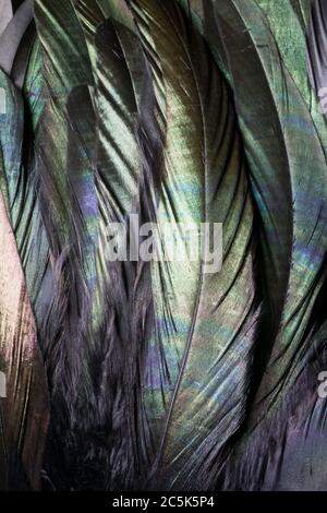 Macro photo of iridescent black crow feathers Stock Photo - Alamy