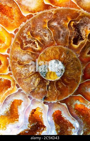 Colorful macro photo of a coiled orange ammonite fossil. I used special ...