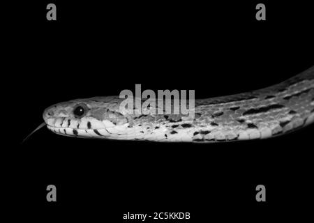 corn snake (Elaphe guttata, Pantherophis guttatus), breed Albino Stock ...