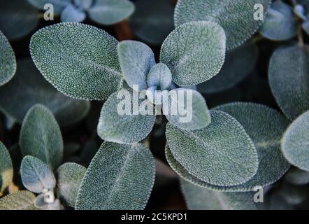 Beautiful sage with green leaves growing outdoors, closeup Stock Photo ...