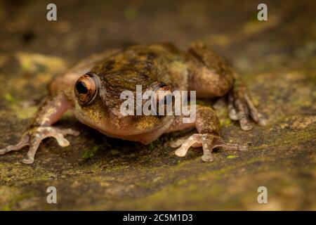 Endangered common mist frog (Litoria rheocola) on a fern. Mount Bartle ...