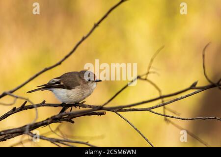 The Red-capped Robin (Petroica goodenovi) is the smallest red robin ...