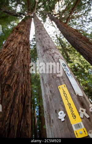 This neighborhood in Mill Valley, CA sits amongst redwood trees and a ...
