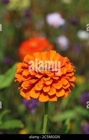 Zinnia flower in the garden Stock Photo - Alamy