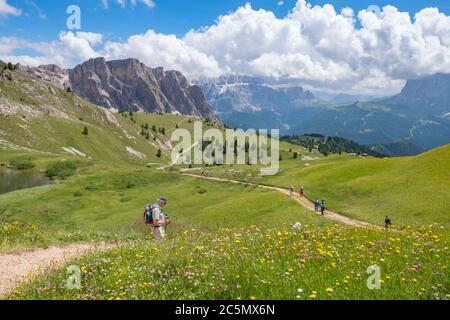 Beautiful view of a flowering alpine meadow in the Italian Dolomites ...