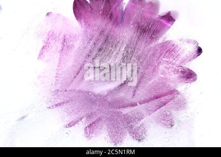 African daisy frozen within a block of ice Stock Photo - Alamy