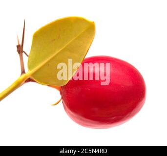 Fresh ripe fruit of the Natal Plum Tree, carissa macrocarpa, big num ...