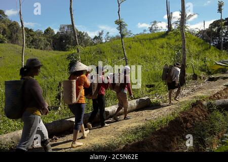 A group of women of the traditional Dayak Iban community is ...