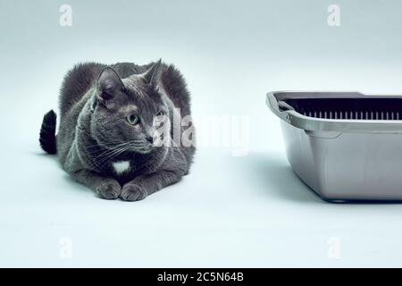 Gray cat near the new cat tray. Blue background Stock Photo - Alamy