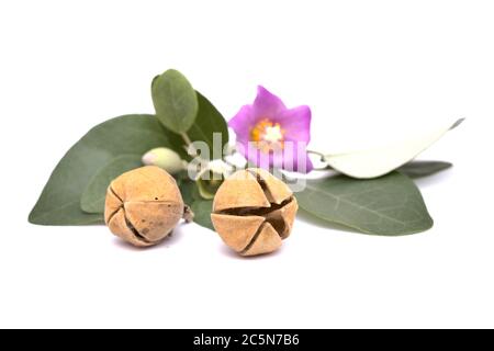 pink flowers of Lagunaria patersonia, pyramid tree, isolated on white ...